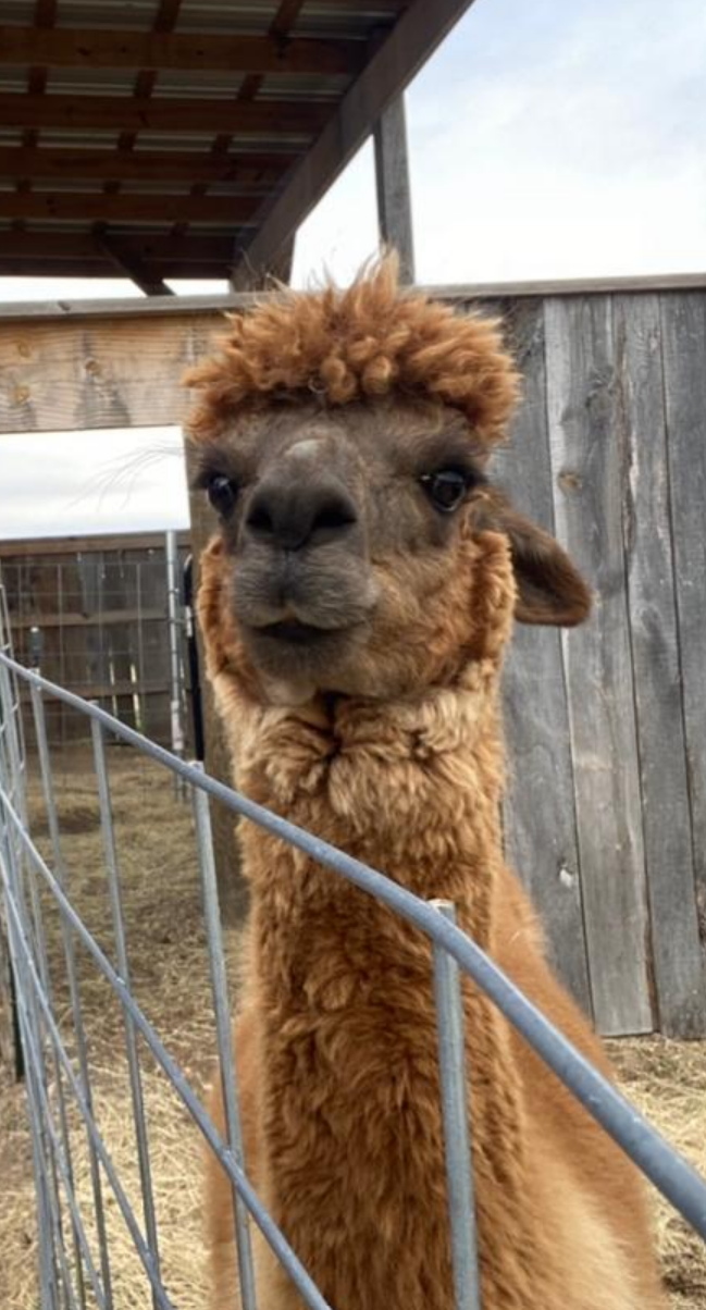 Alpaca POO Tea Bags – Wadecraft Farms